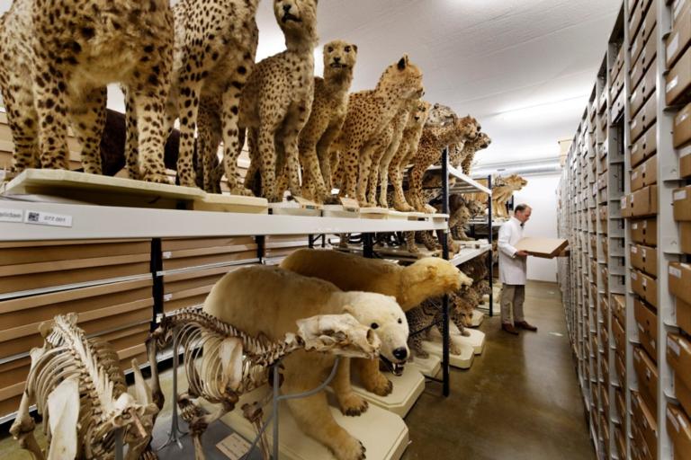 Collection | Naturalis